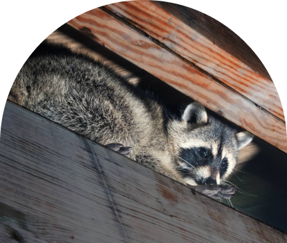 Animal Removal Services | Safe & Reliable Pest Removal